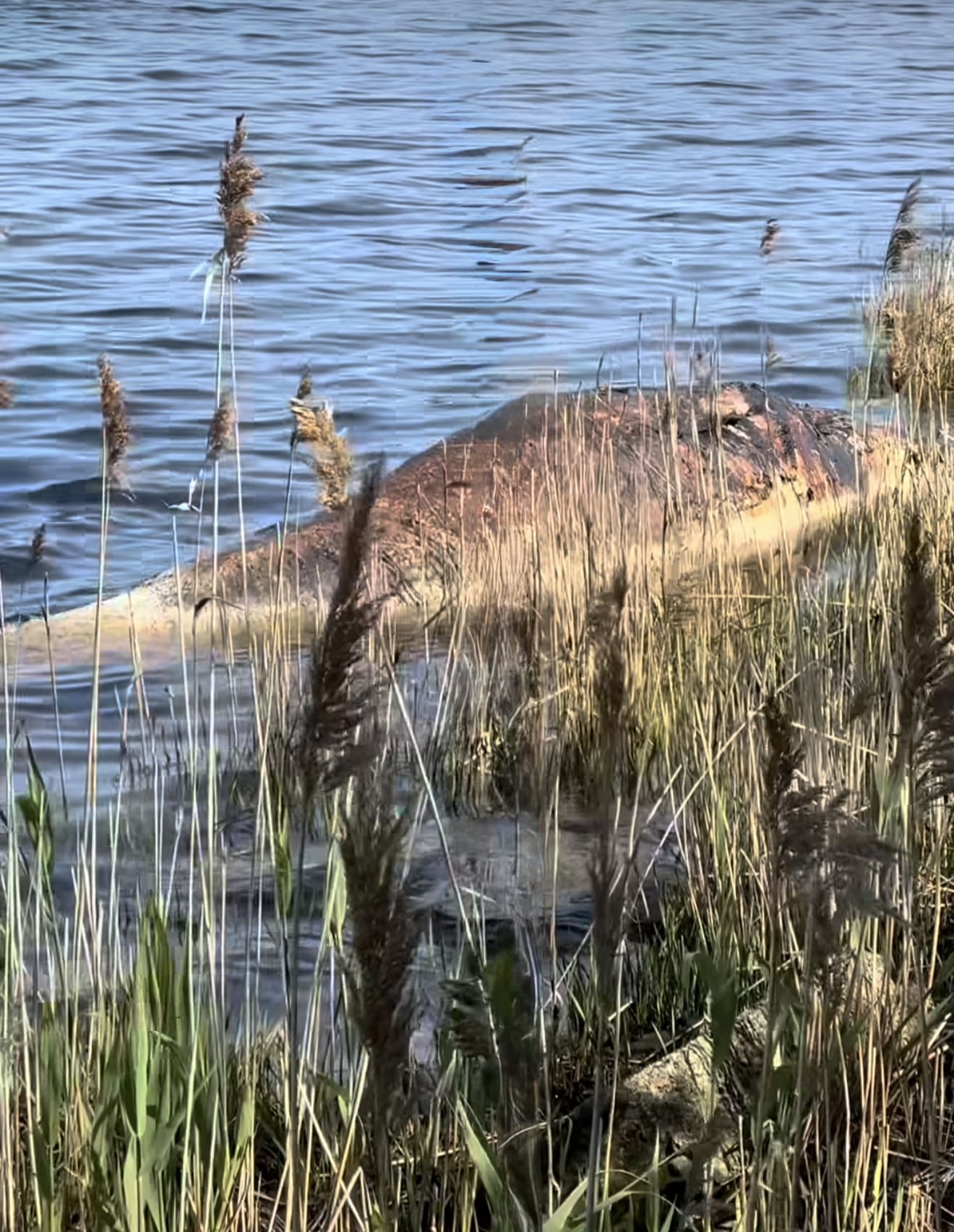 Dead Whale Washes Ashore at Bold Point Park in East Providence - Whats ...