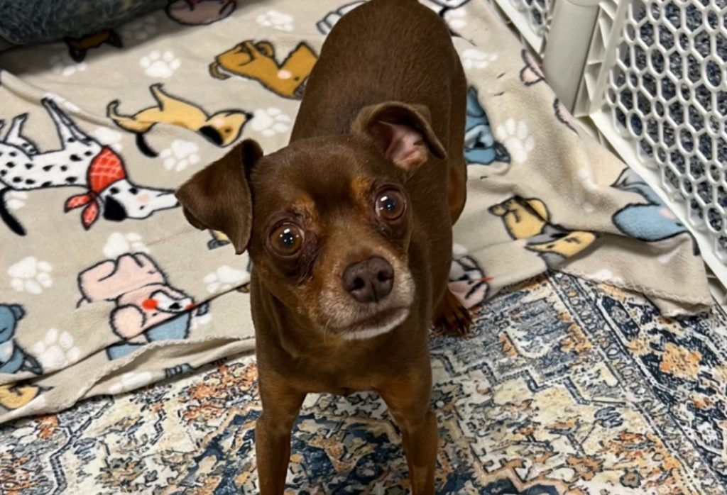 Dog of the Week from Heart of RI in Cranston