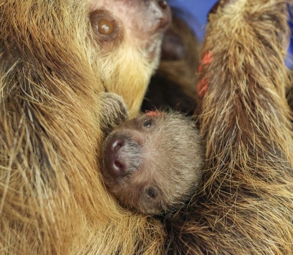Roger Williams Zoo announces the birth of a baby sloth - Whats Going On ...