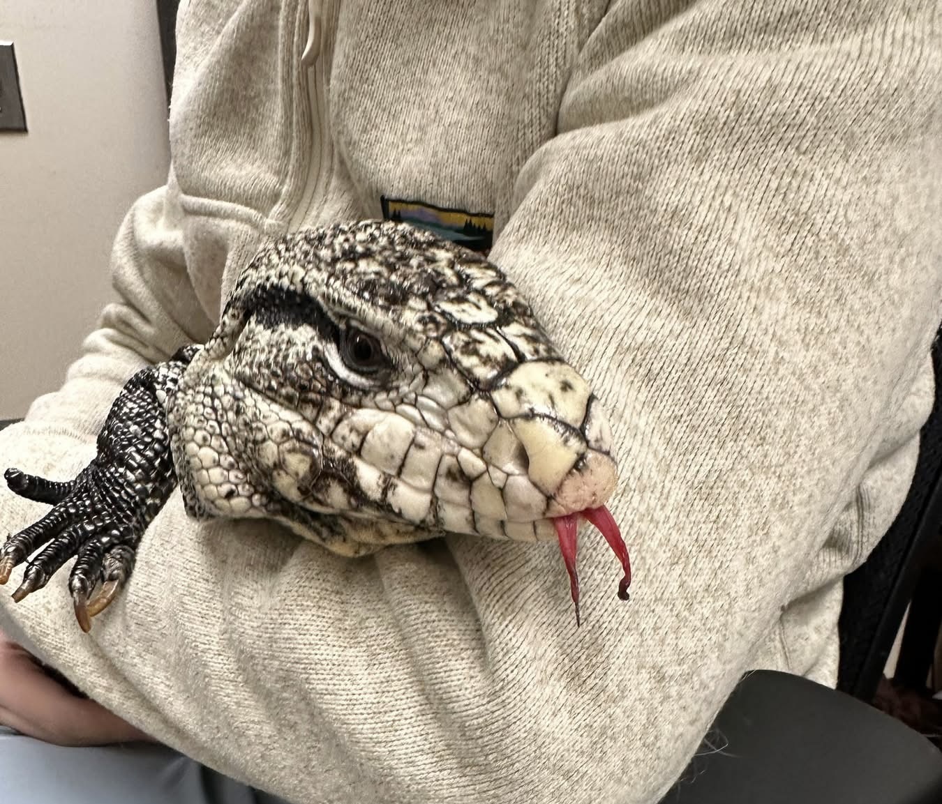 Exotic lizard found in snow by Rhode Island man while shoveling